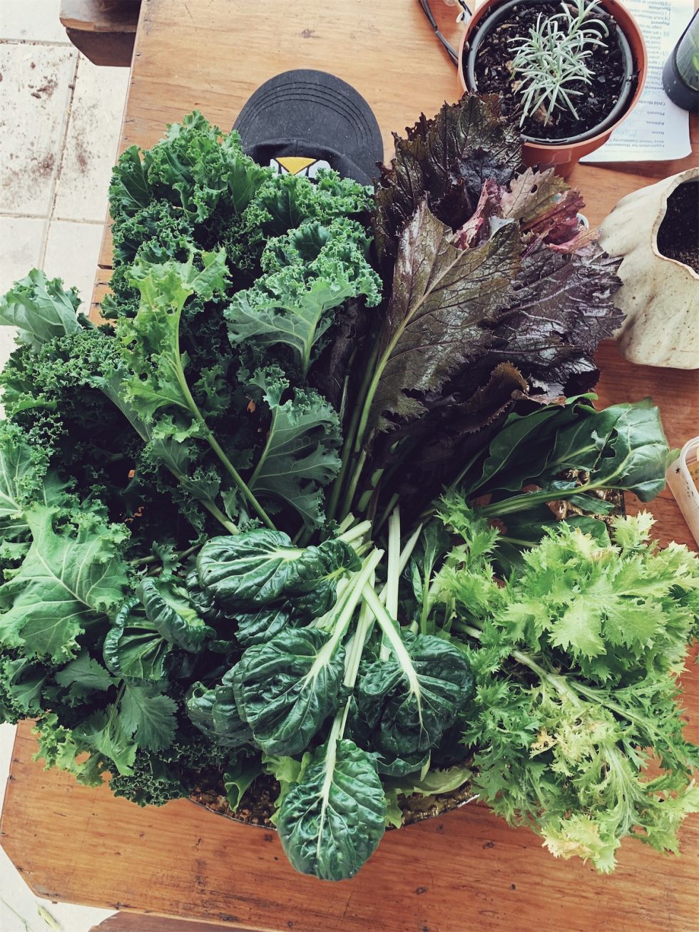 Home - Vera Street Community Garden